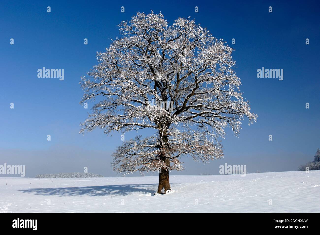 single big old deciduous tree in meadow at cold winter day Stock Photo ...