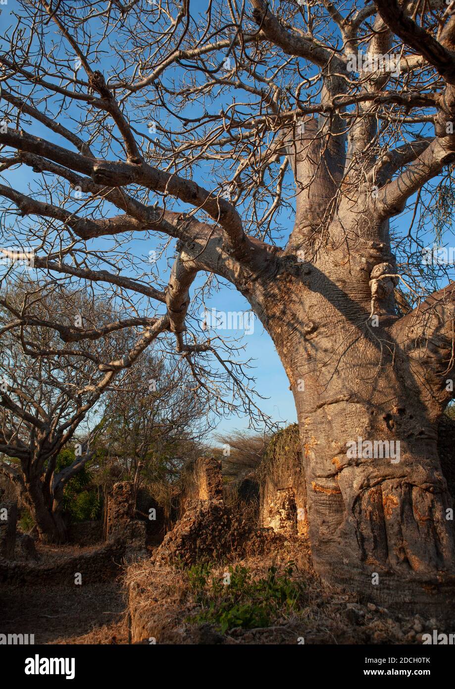 Takwa islamic ruins, Lamu County, Manda island, Kenya Stock Photo - Alamy