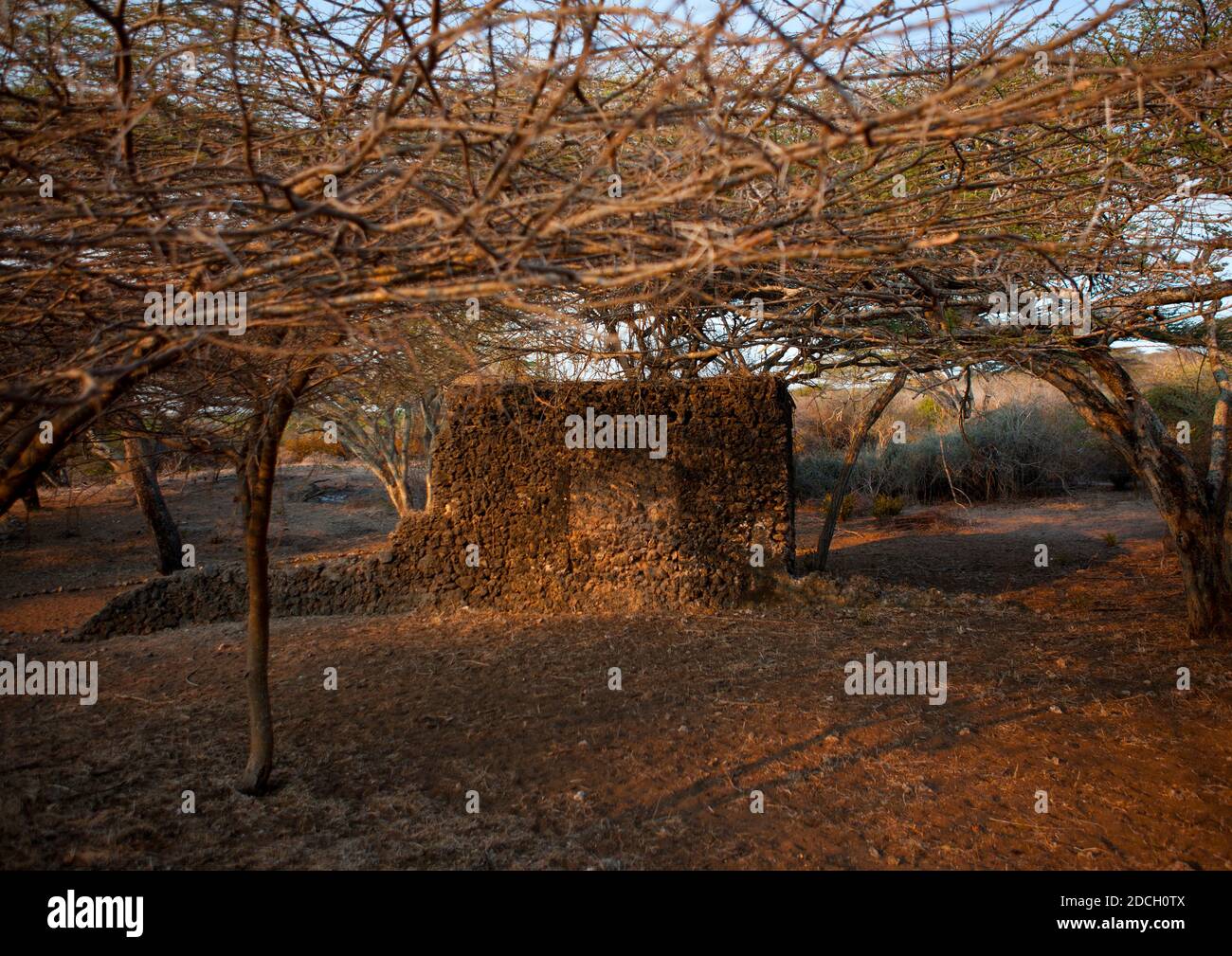 Takwa ruins in the middle of acacias, Lamu County, Manda island, Kenya ...