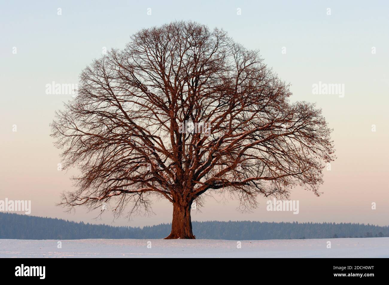 single big old deciduous tree in meadow at cold winter day Stock Photo ...