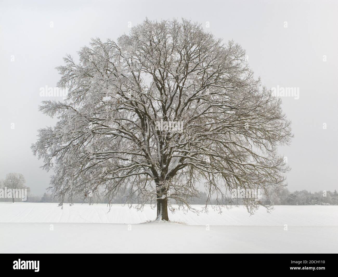 single big old deciduous tree in meadow at cold winter day Stock Photo ...