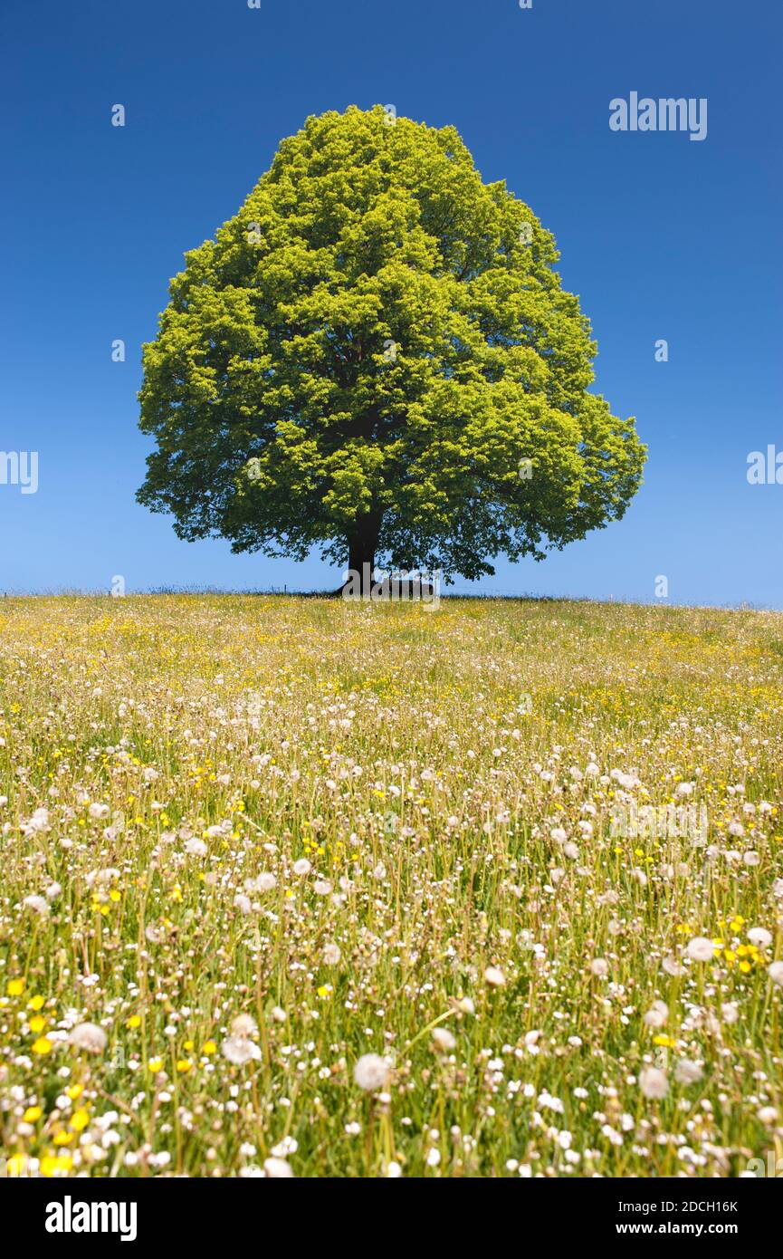 Deciduous broadleaf tree hi-res stock photography and images - Alamy