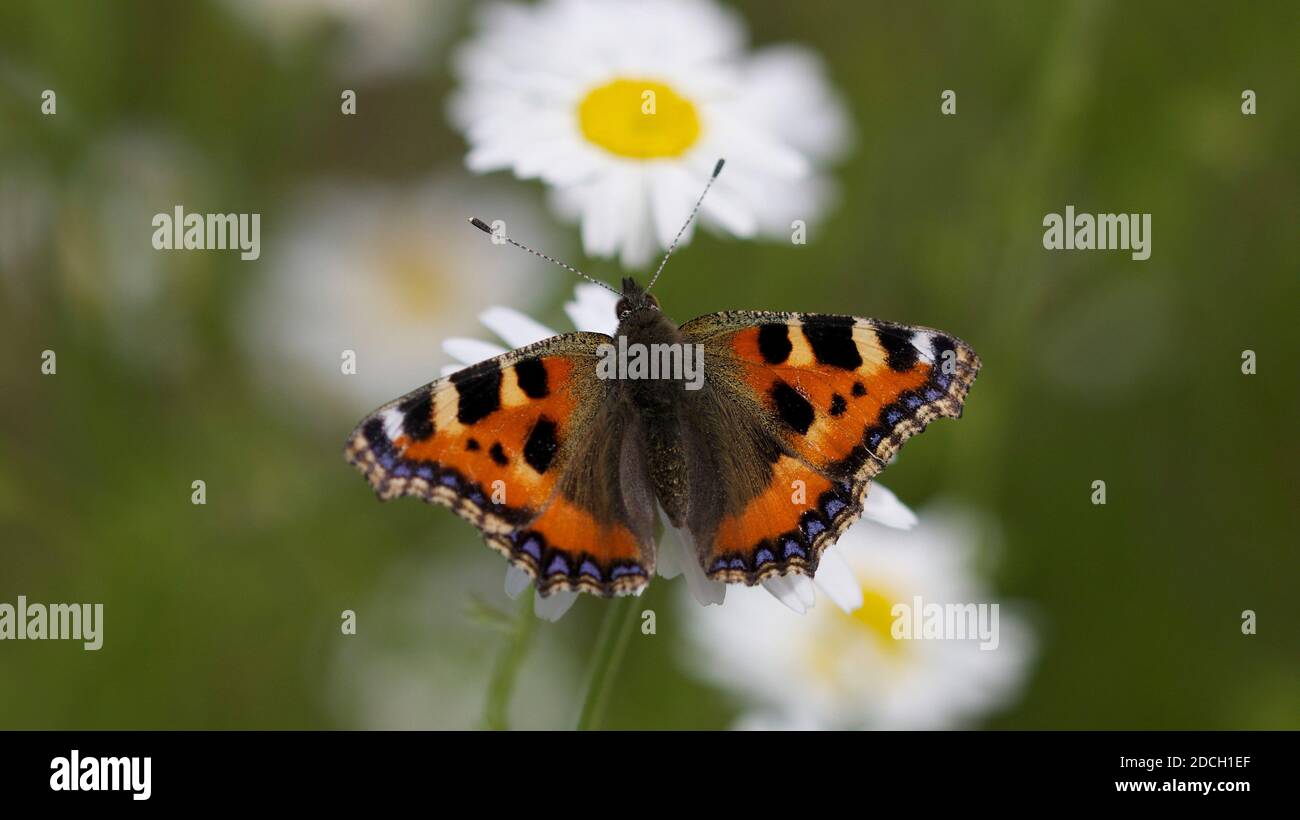 Nice butterfly hi-res stock photography and images - Alamy