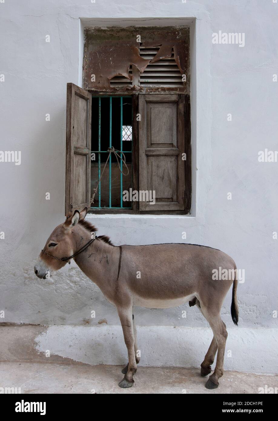 Donkey in front of a window house, Lamu County, Lamu, Kenya Stock Photo ...