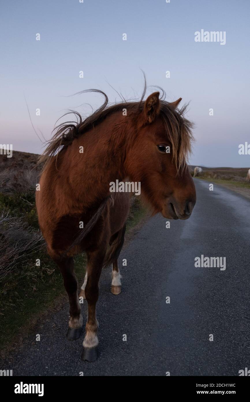 My little pony brown hi-res stock photography and images - Alamy
