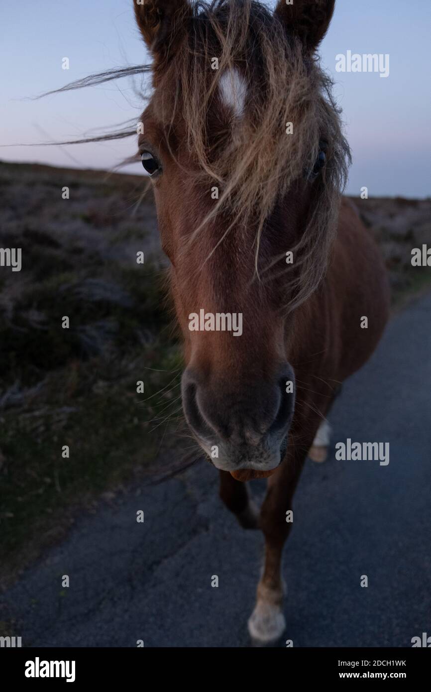 My little pony hi-res stock photography and images - Alamy