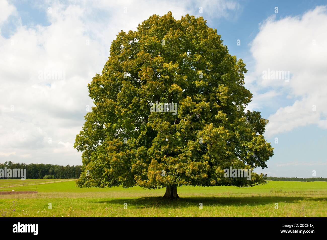 single big old deciduous tree in meadow at springtime Stock Photo - Alamy