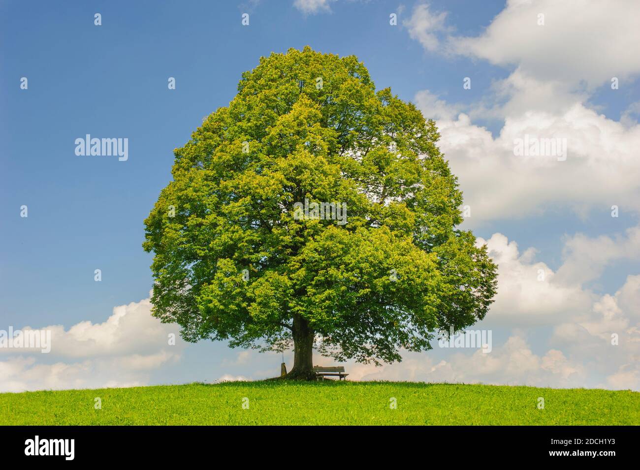 single big old deciduous tree in meadow at springtime Stock Photo - Alamy