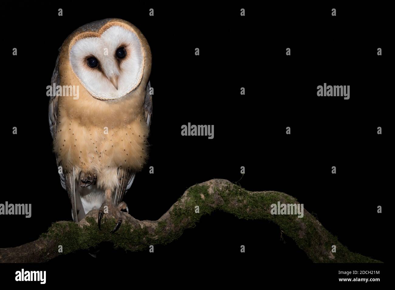 The acrobat, portrait of Barn owl on a paw (Tyto alba Stock Photo - Alamy