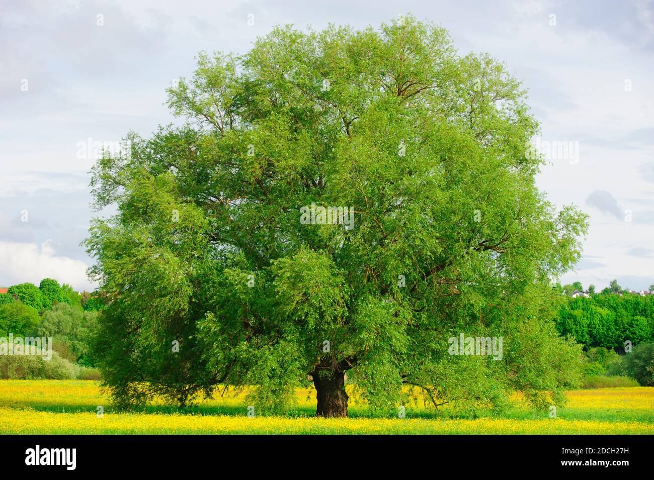 Tree deciduous tree hi-res stock photography and images - Alamy