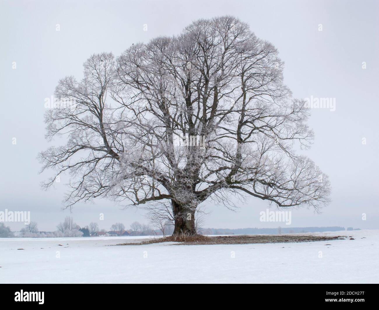 single big old deciduous tree in meadow at cold winter day Stock Photo ...