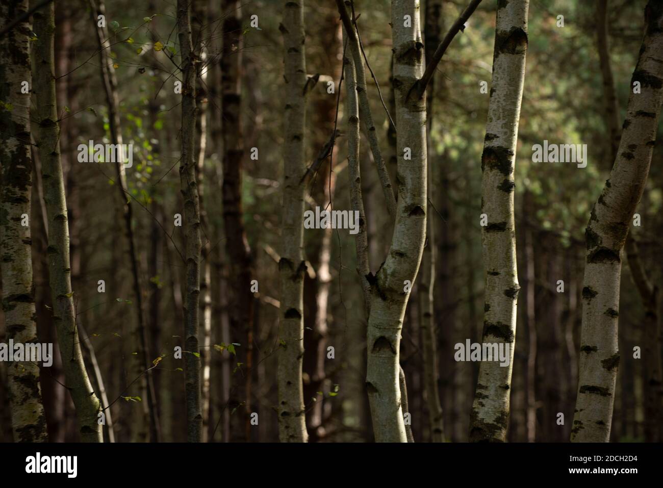 Birch tree's, Birken, bäume, Birchtree, forest, birch forest ...