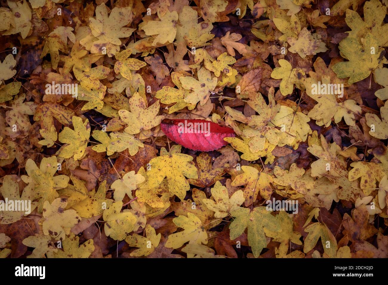 Red beech tree hi-res stock photography and images - Alamy