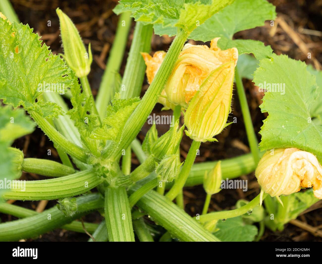 Courgette plant hi-res stock photography and images - Alamy