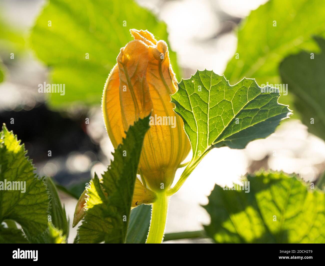 Courgette leaf hi-res stock photography and images - Alamy