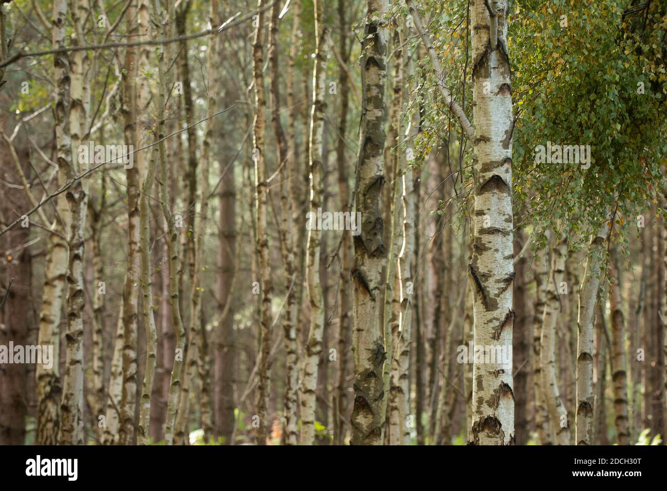 Rendlesham forrest birch trees hi-res stock photography and images - Alamy