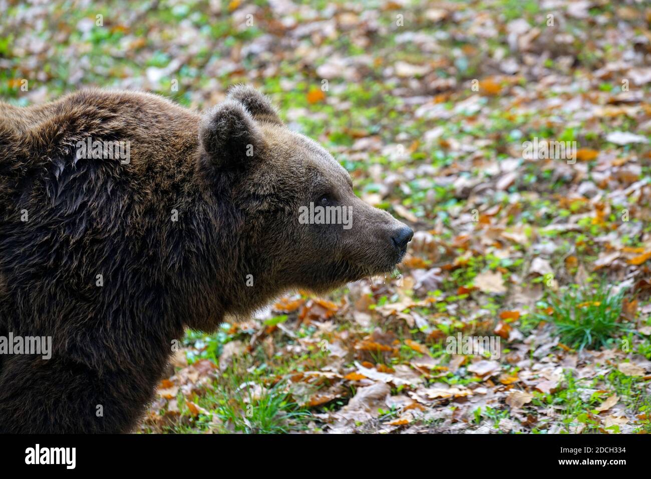 A closeup shot of a cute brown bear Stock Photo - Alamy