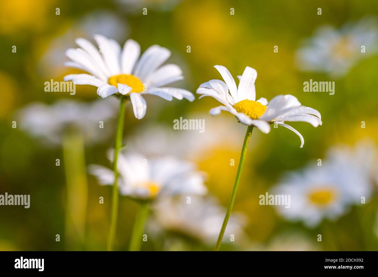 Daisy garden hi-res stock photography and images - Alamy