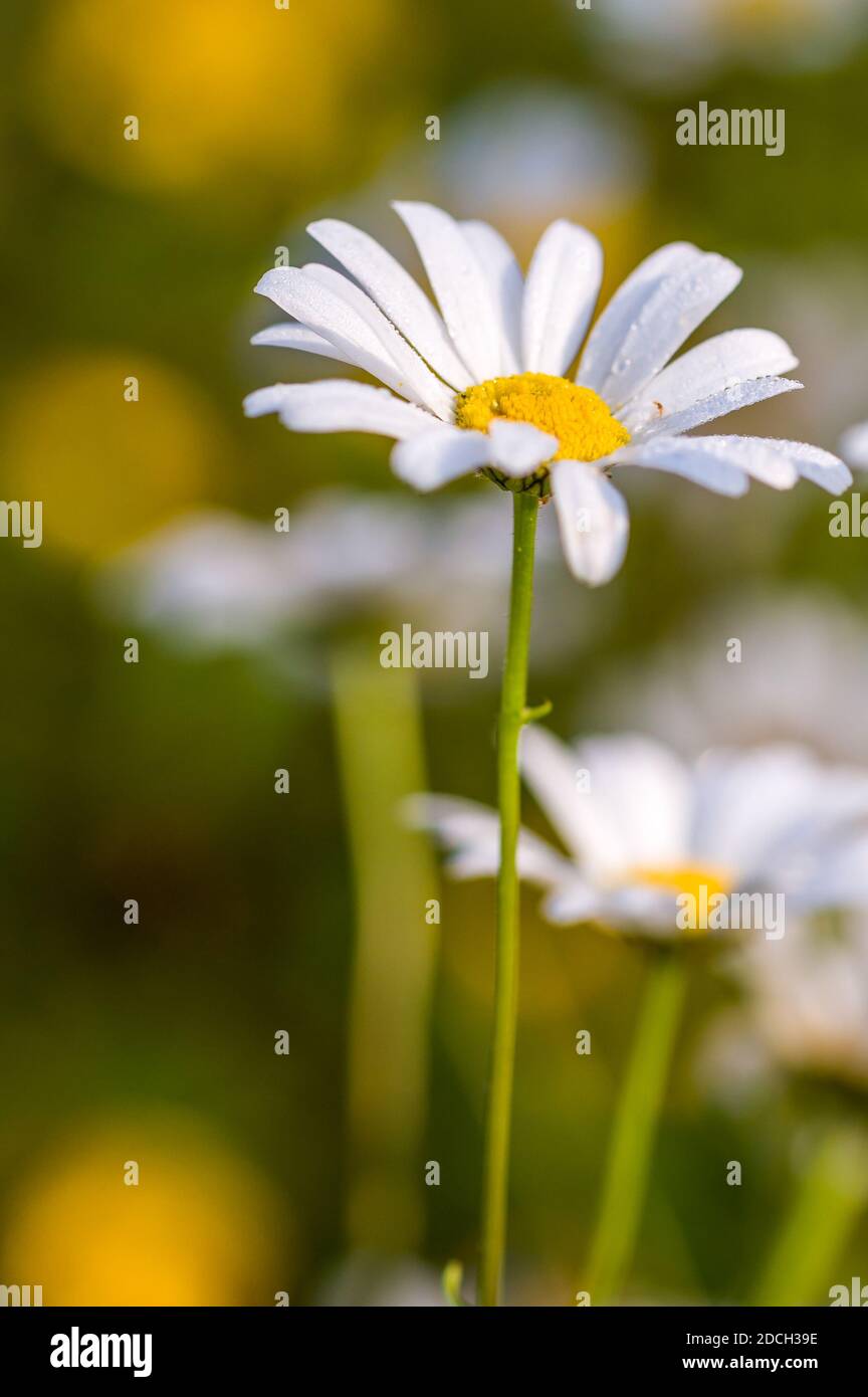 Daisy garden hi-res stock photography and images - Alamy
