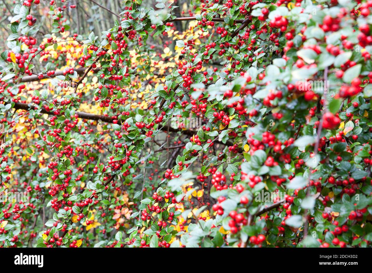 The arboretum in Hørsholm is a beautiful park with special trees and ...