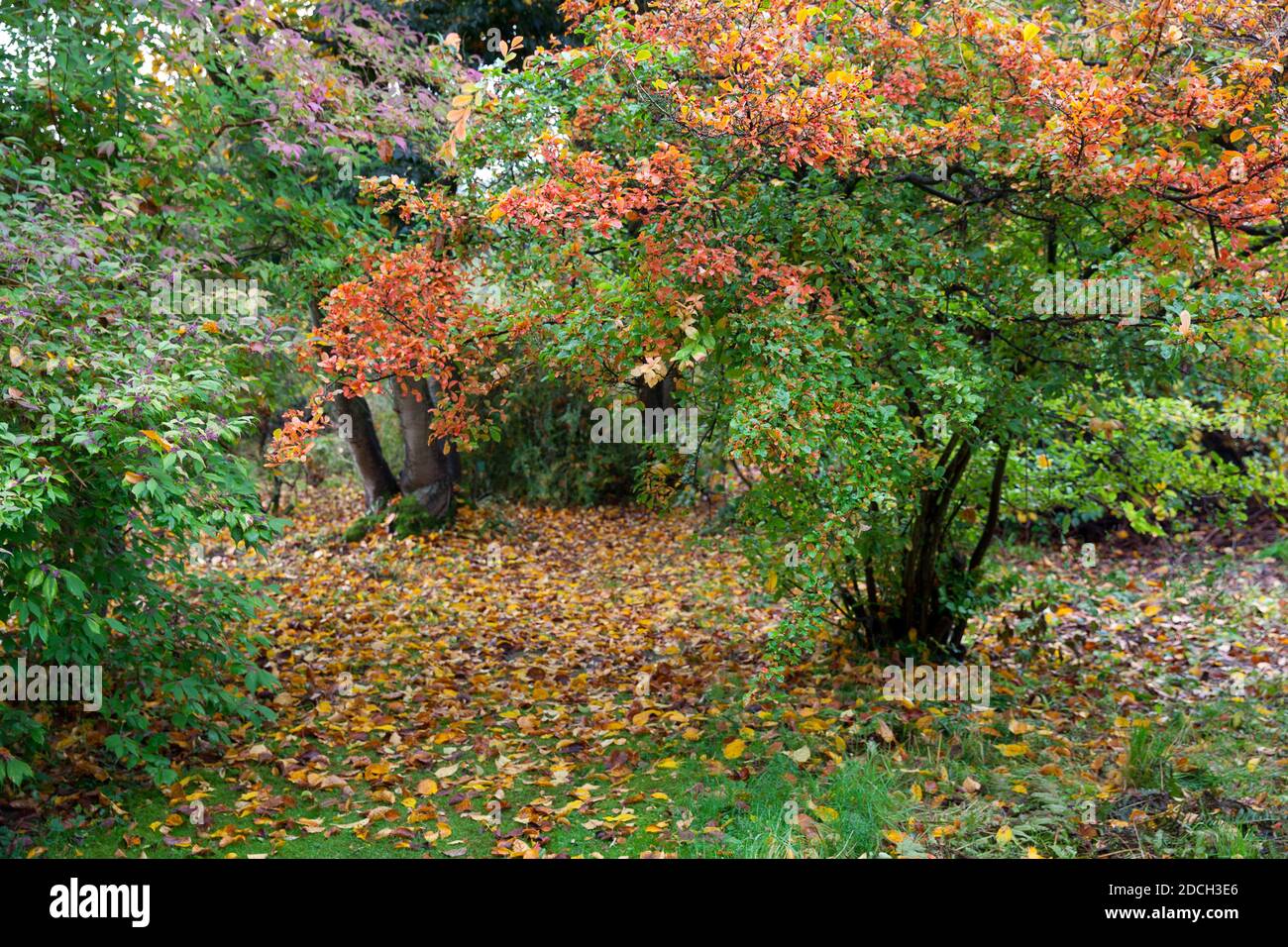 The arboretum in Hørsholm is a beautiful park with special trees and ...
