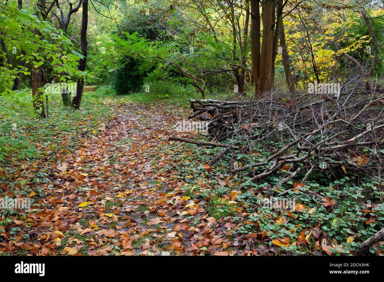 The arboretum in Hørsholm is a beautiful park with special trees and ...