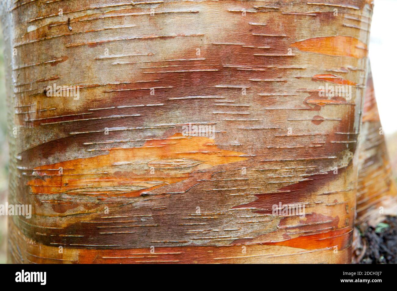 The arboretum in Hørsholm is a beautiful park with special trees and ...