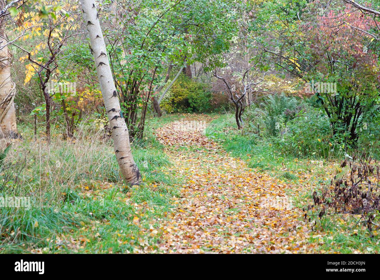 The arboretum in Hørsholm is a beautiful park with special trees and ...