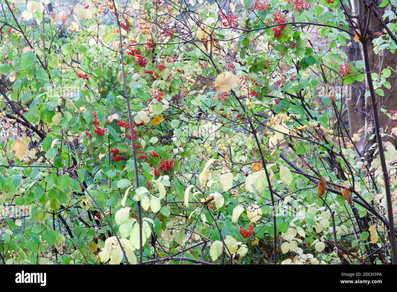 Educational purposes in botany hi-res stock photography and images - Alamy