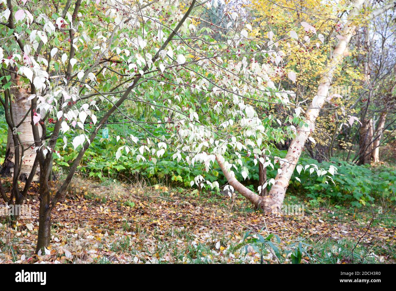 The arboretum in Hørsholm is a beautiful park with special trees and ...