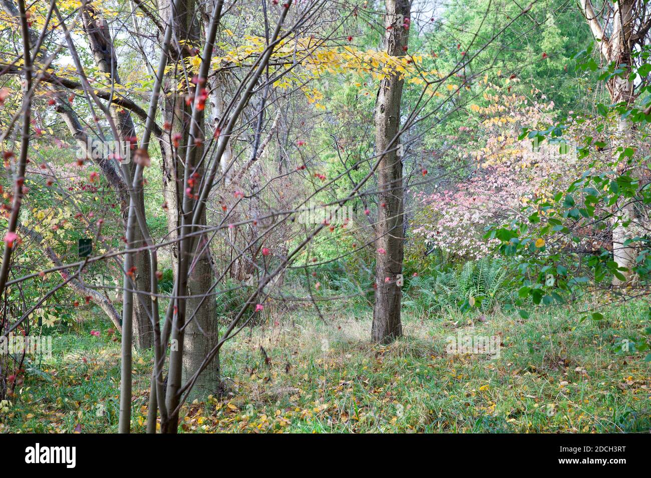 The arboretum in Hørsholm is a beautiful park with special trees and ...