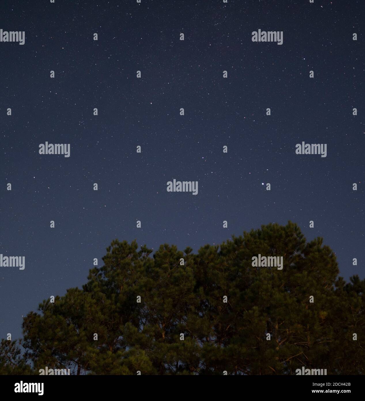 Moonlight on a pine tree near Raeford NC with stars shining behind ...