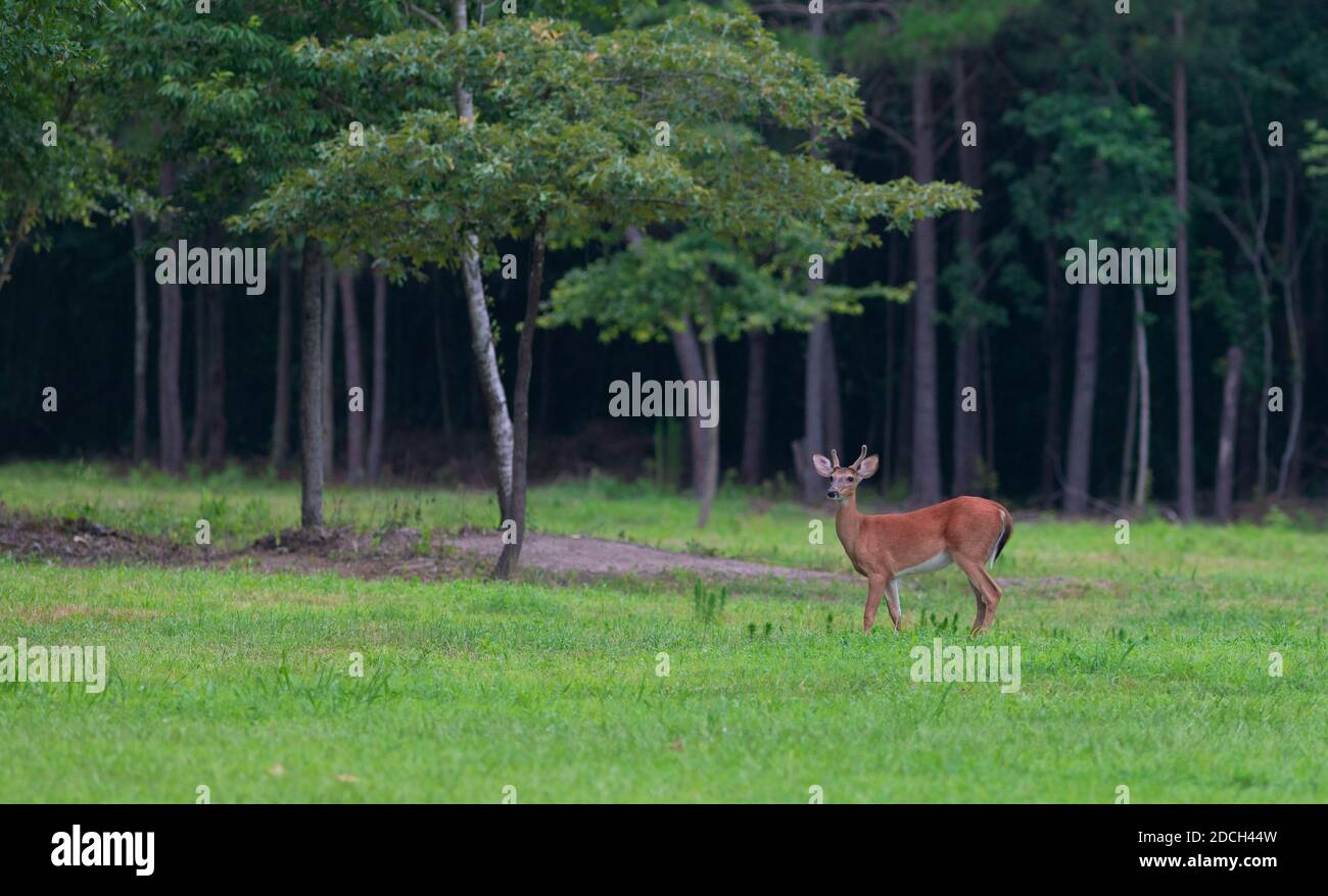 Whitetail deer male that is alone next to a thick forest at dusk Stock ...