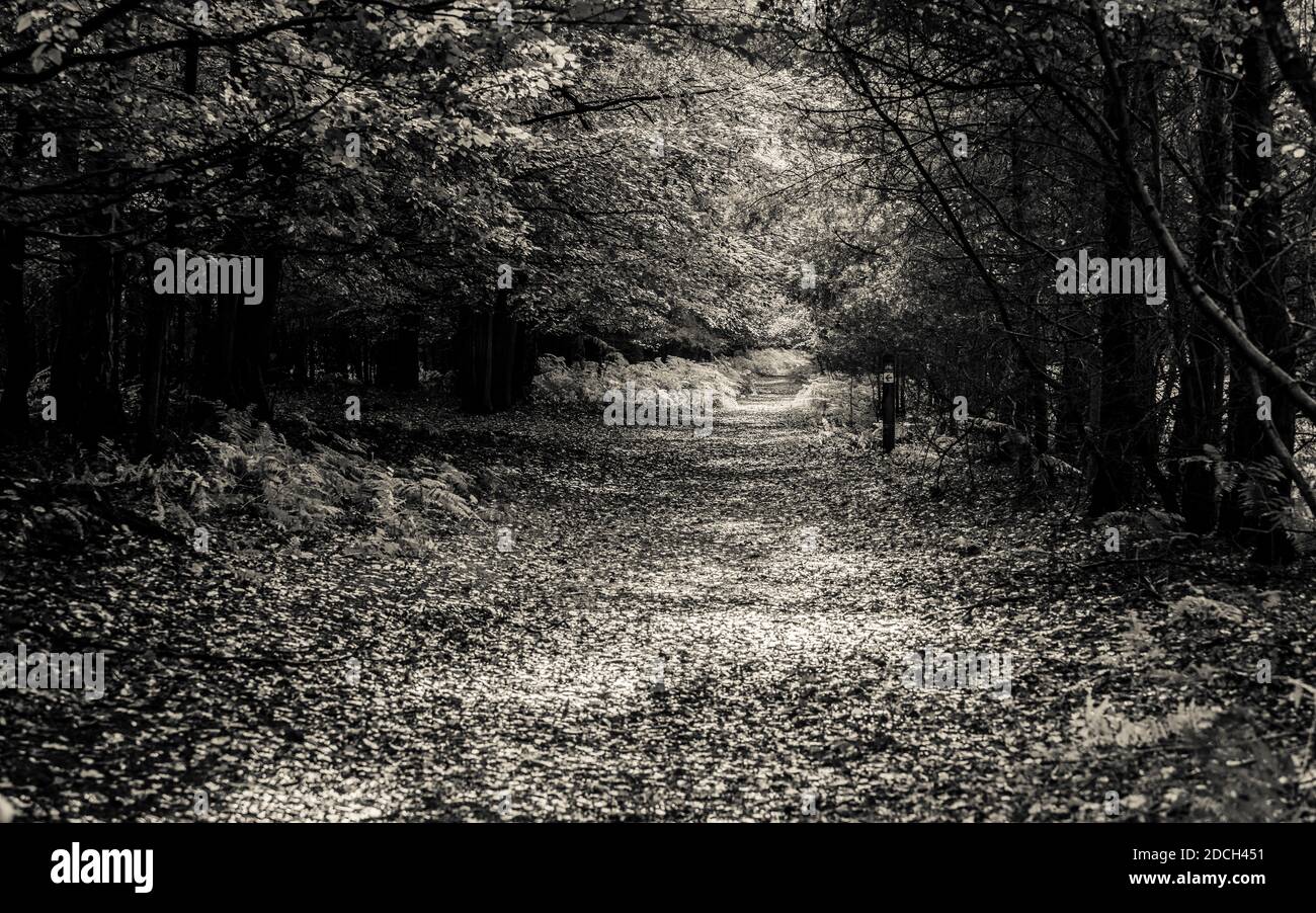 Weg in den wald hi-res stock photography and images - Alamy