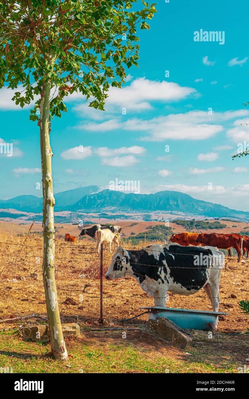 Vertical shot brown white cow hi-res stock photography and images - Alamy