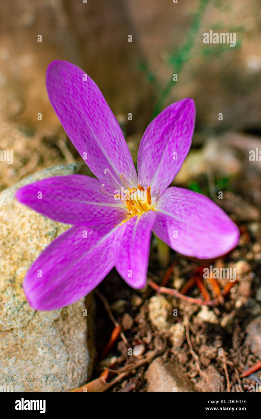 Beautiful shot of a colchicum flower Stock Photo - Alamy