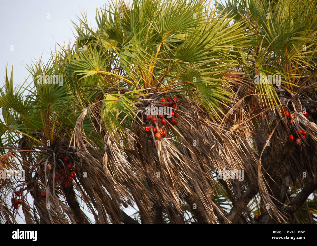 Doum palm tree hi-res stock photography and images - Alamy