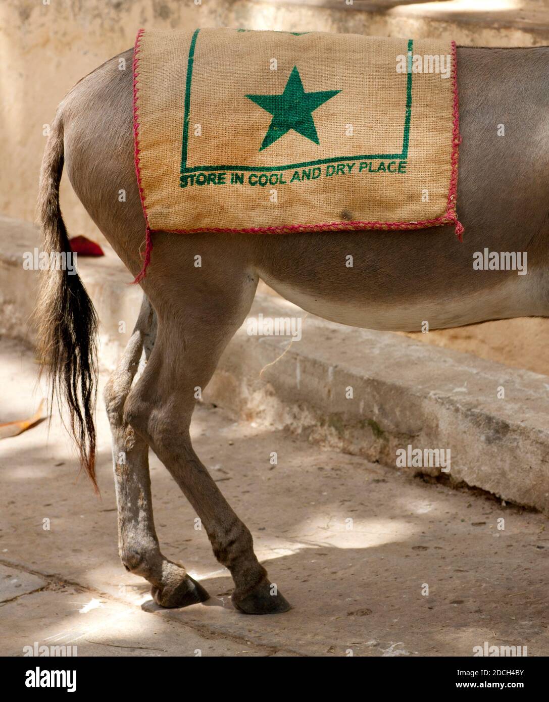 Donkey legs, Lamu county, Lamu, Kenya Stock Photo - Alamy