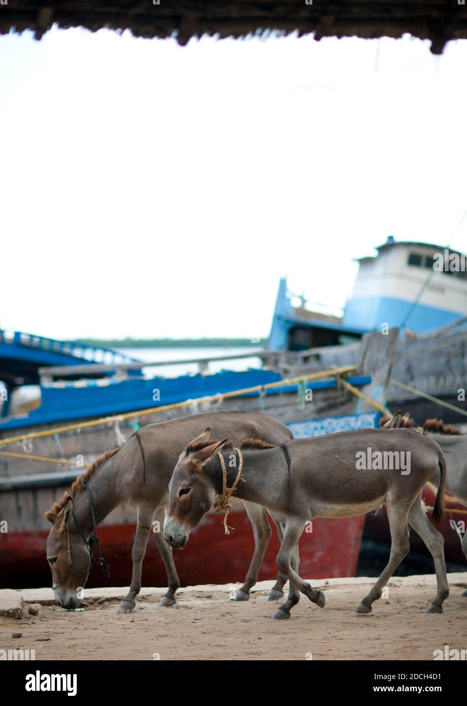 Donkeys on the dockside, Lamu County, Lamu, Kenya Stock Photo - Alamy