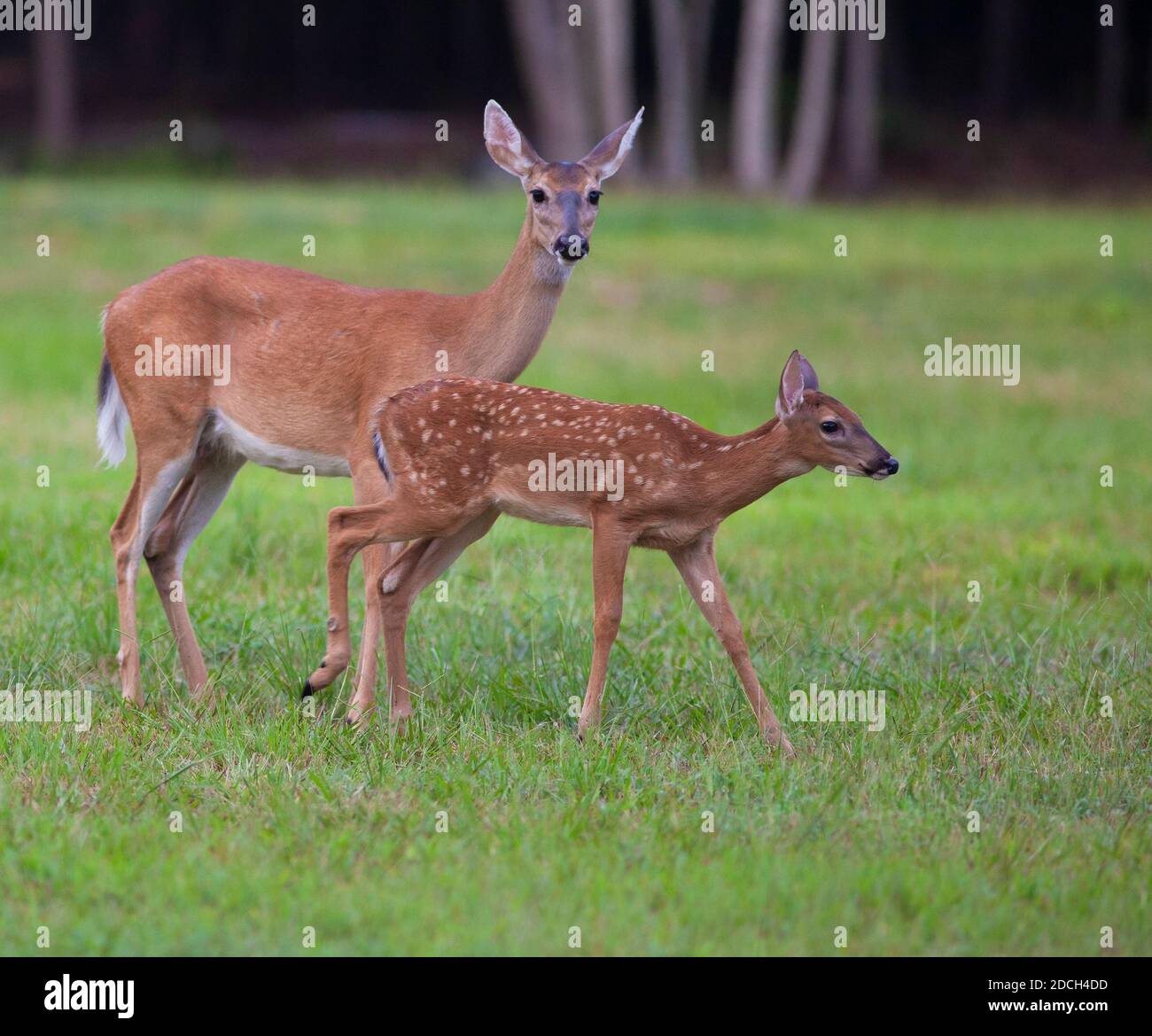Whitetail doe and its young fawn on a grassy field Stock Photo - Alamy