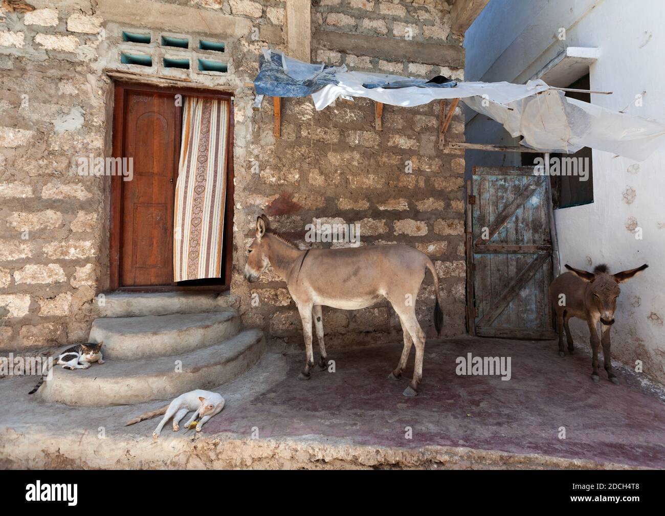 House donkey mammals hi-res stock photography and images - Alamy