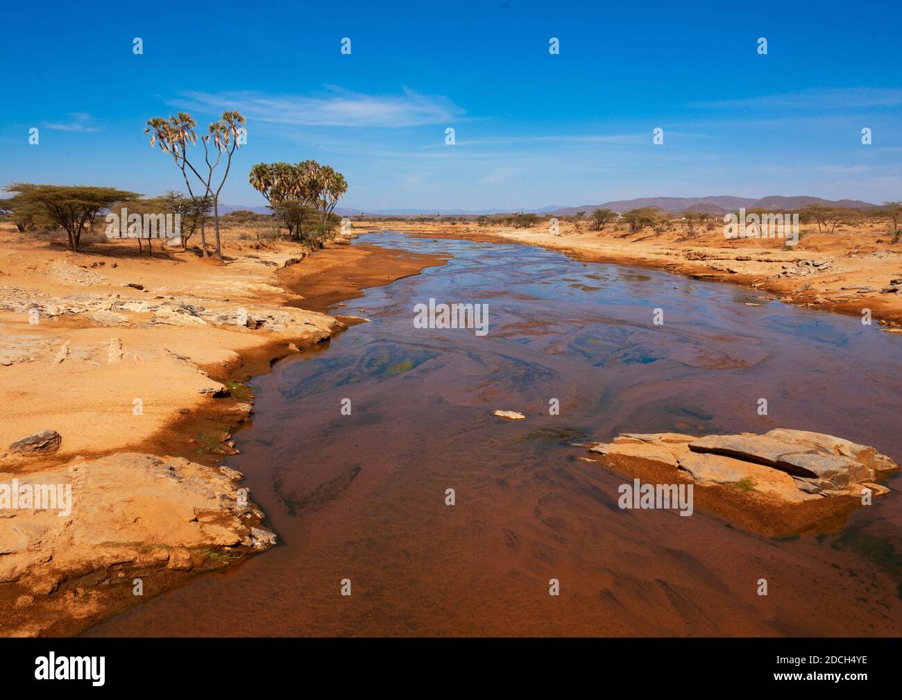 Wasoniro river with acacia trees, Laikipia County, Mount Kenya, Kenya ...
