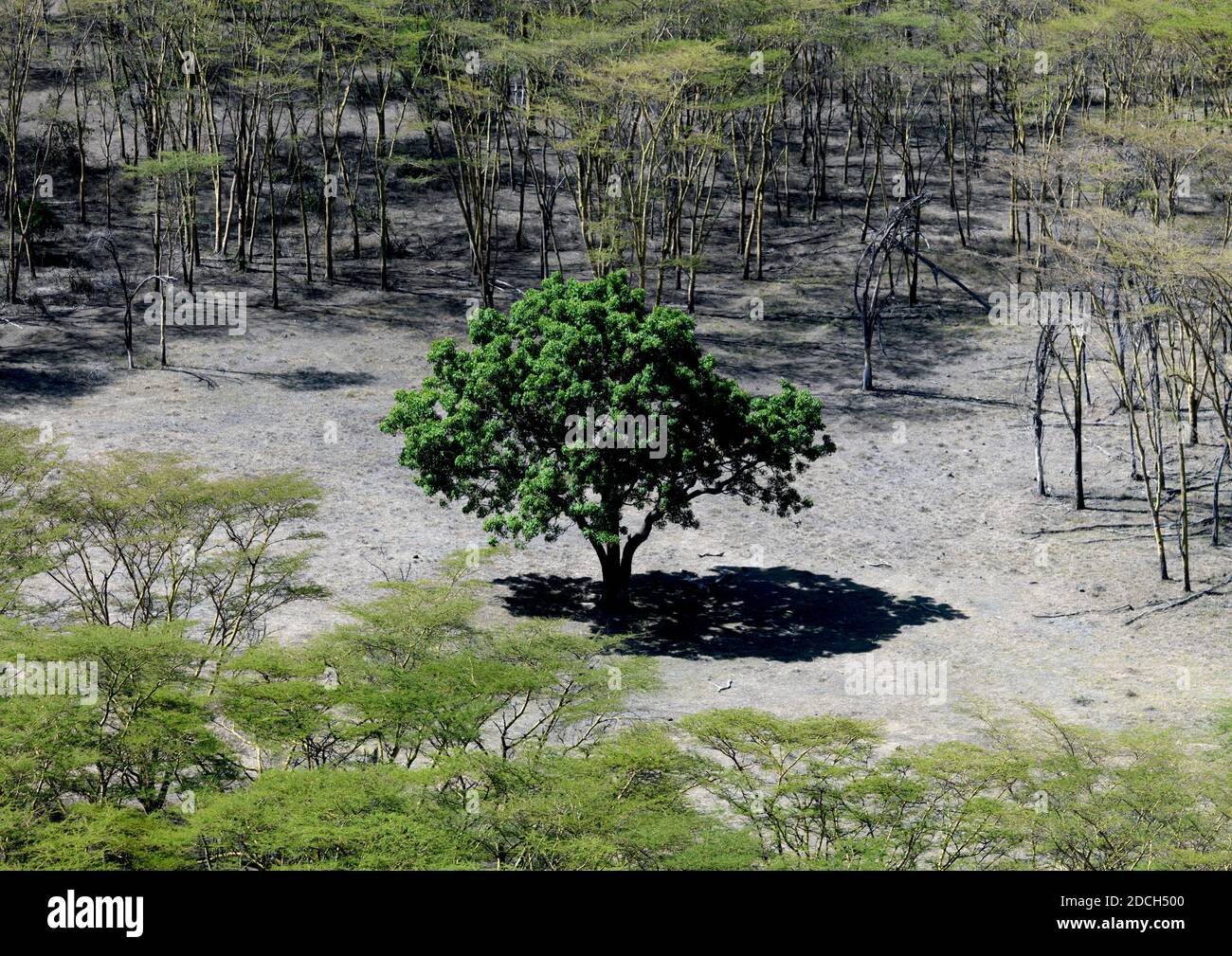 Kenya 1030 hi-res stock photography and images - Alamy