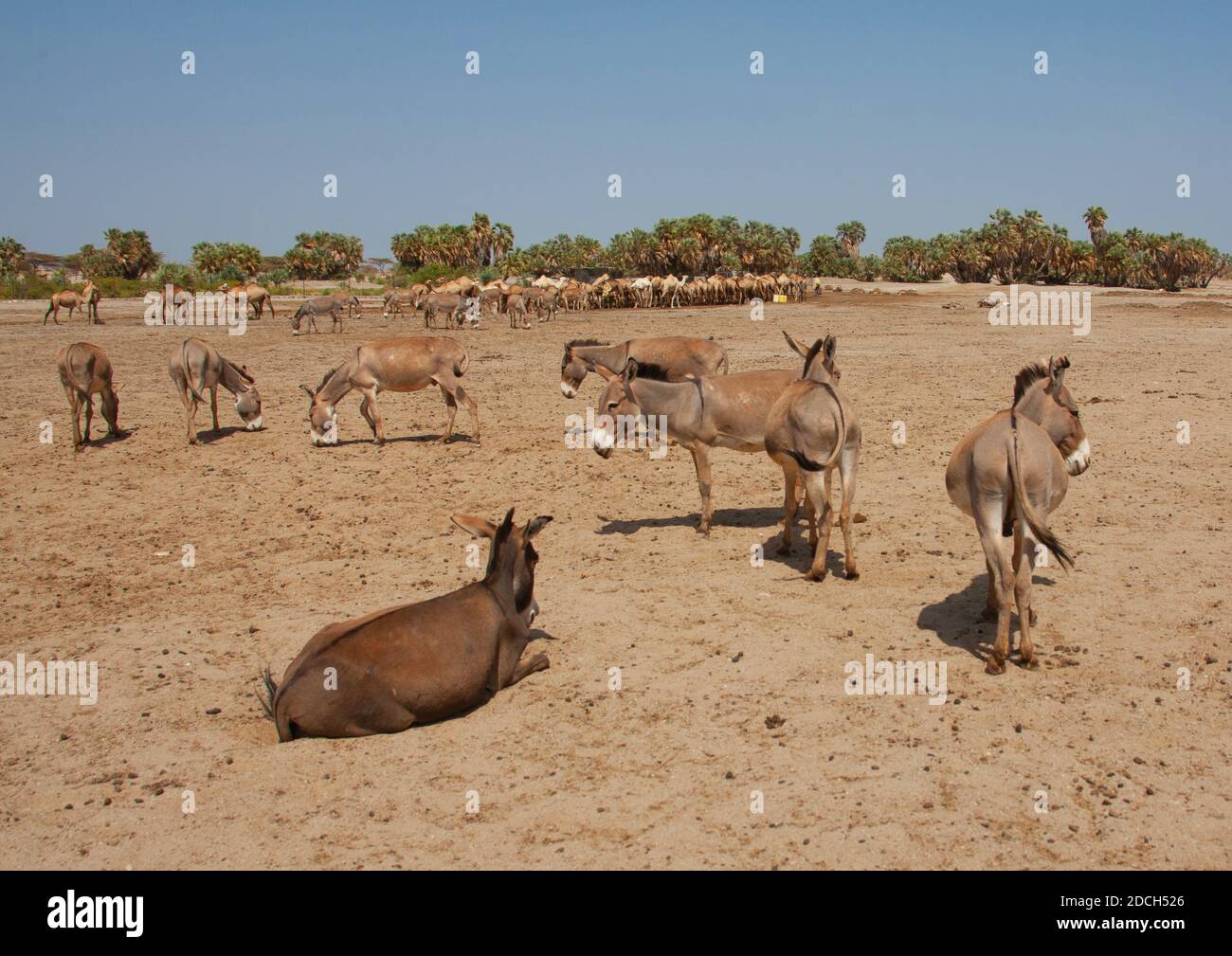 Camels and donkeys in an oasis, Chalbi Desert, Marsabit, Kenya Stock ...