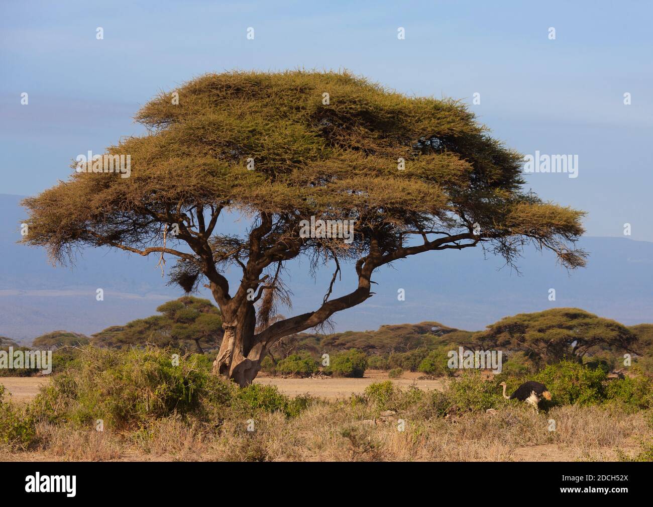 Giant acacia hi-res stock photography and images - Alamy