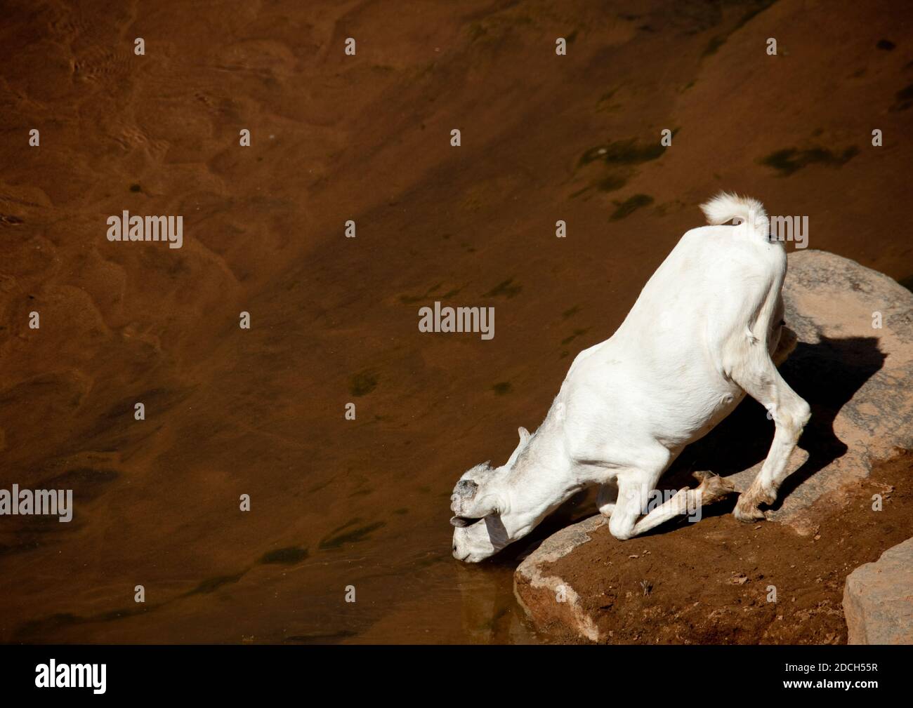 Goat drinking in river hi-res stock photography and images - Alamy
