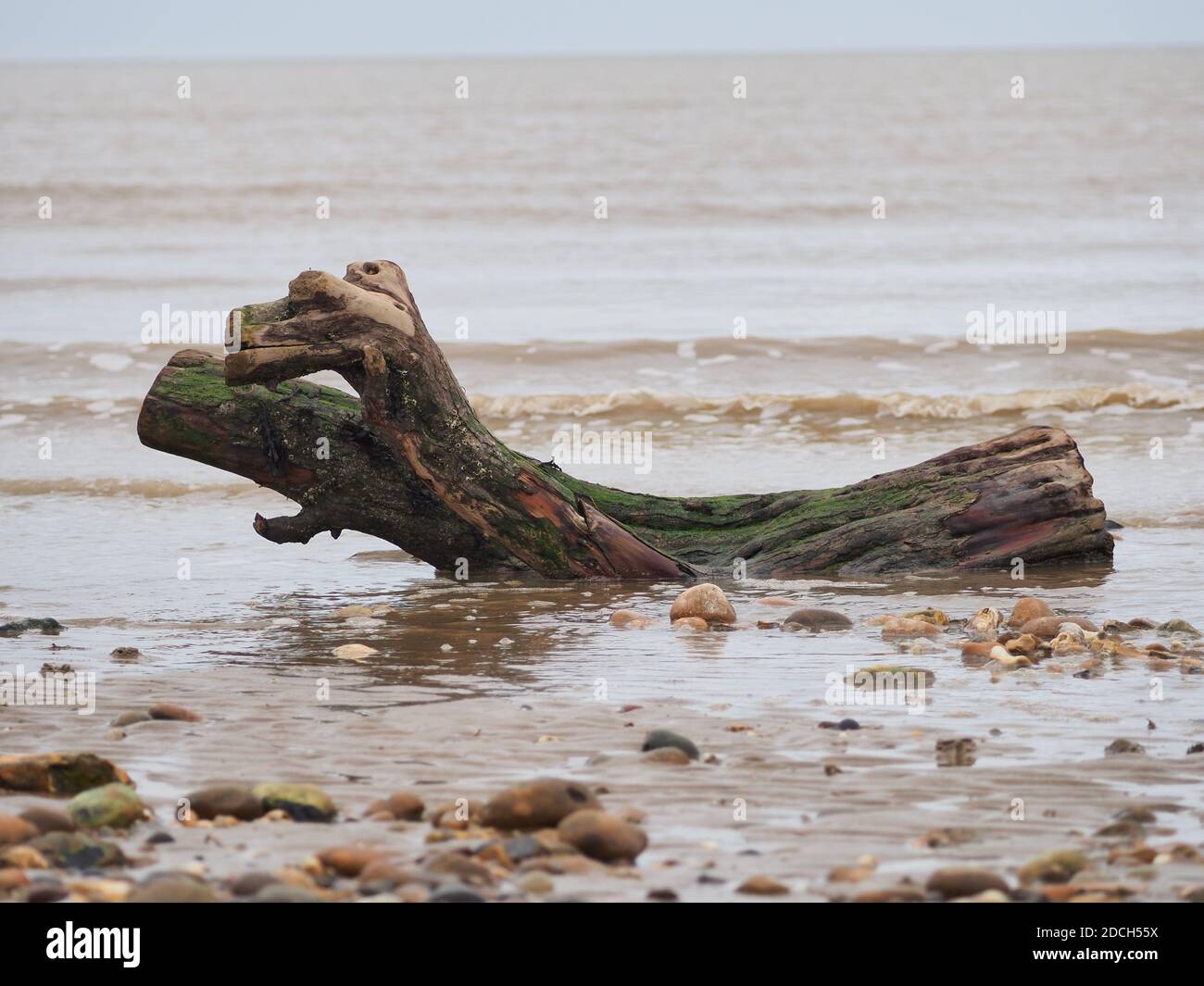 Warden Bay, Kent, UK. 21st November, 2020. A piece of drift wood has ...