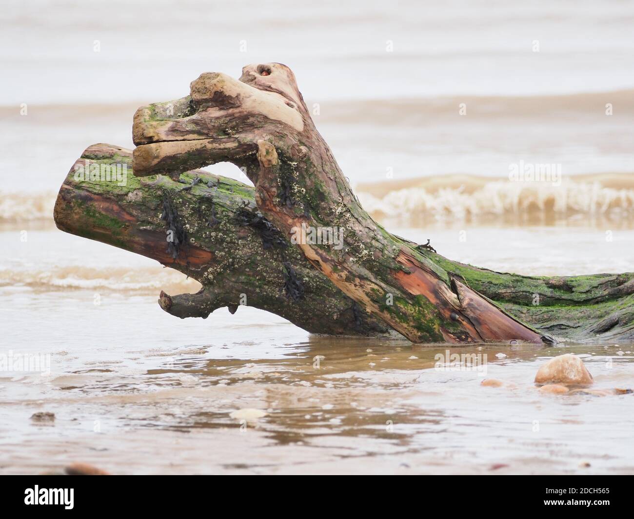 Warden Bay, Kent, UK. 21st November, 2020. A piece of drift wood has ...