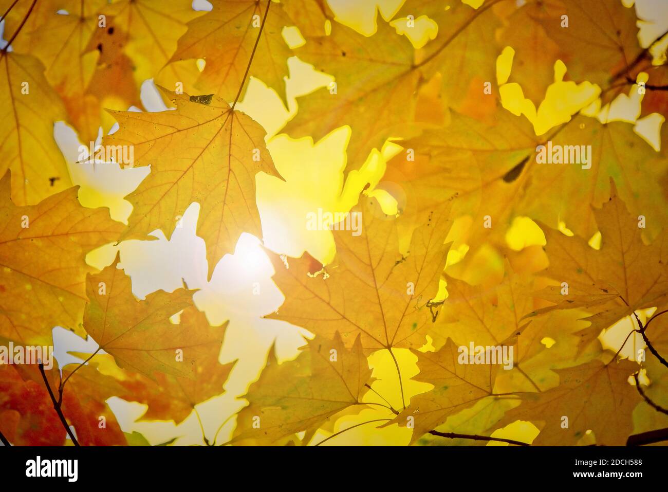 Fall sun shines through leaves hi-res stock photography and images - Alamy