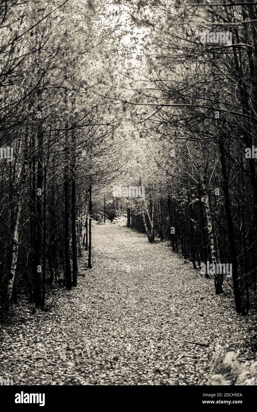 Path in the forest Stock Photo - Alamy